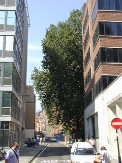 Tom Hurley Arboricultural Consultancy - Portfolio