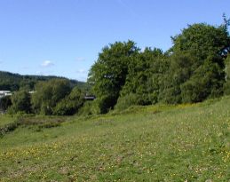 Tom Hurley Arboricultural Consultancy - Portfolio